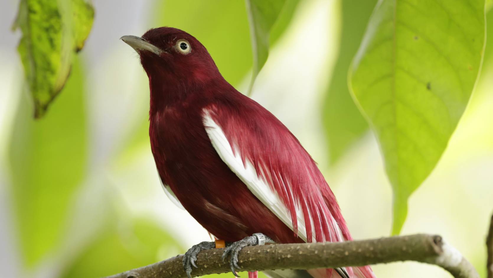 Pompadour Cotinga - Bird Paradise | Mandai Wildlife Reserve