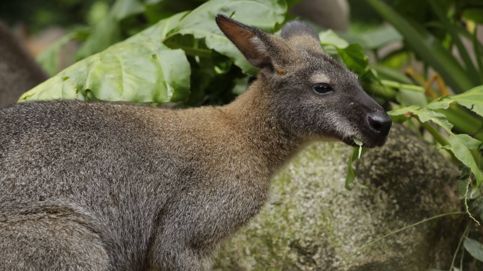 Red-necked Wallaby - Bird Paradise | Mandai Wildlife Reserve