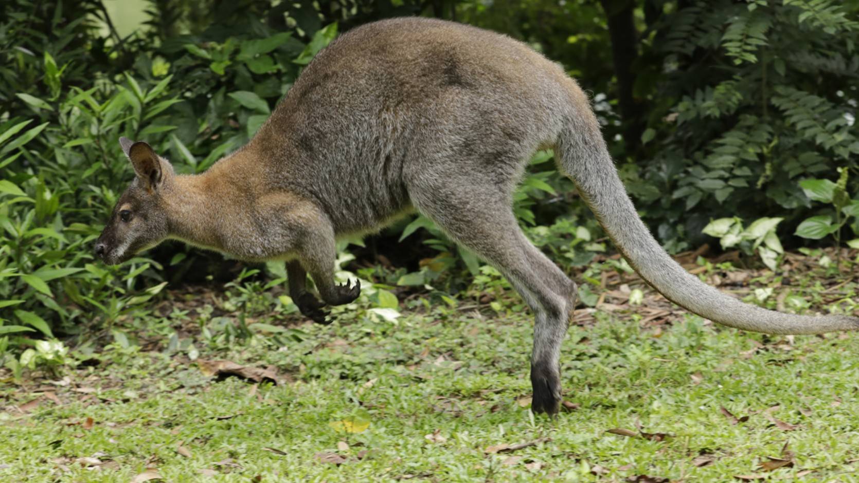 Red-necked Wallaby - Bird Paradise | Mandai Wildlife Reserve