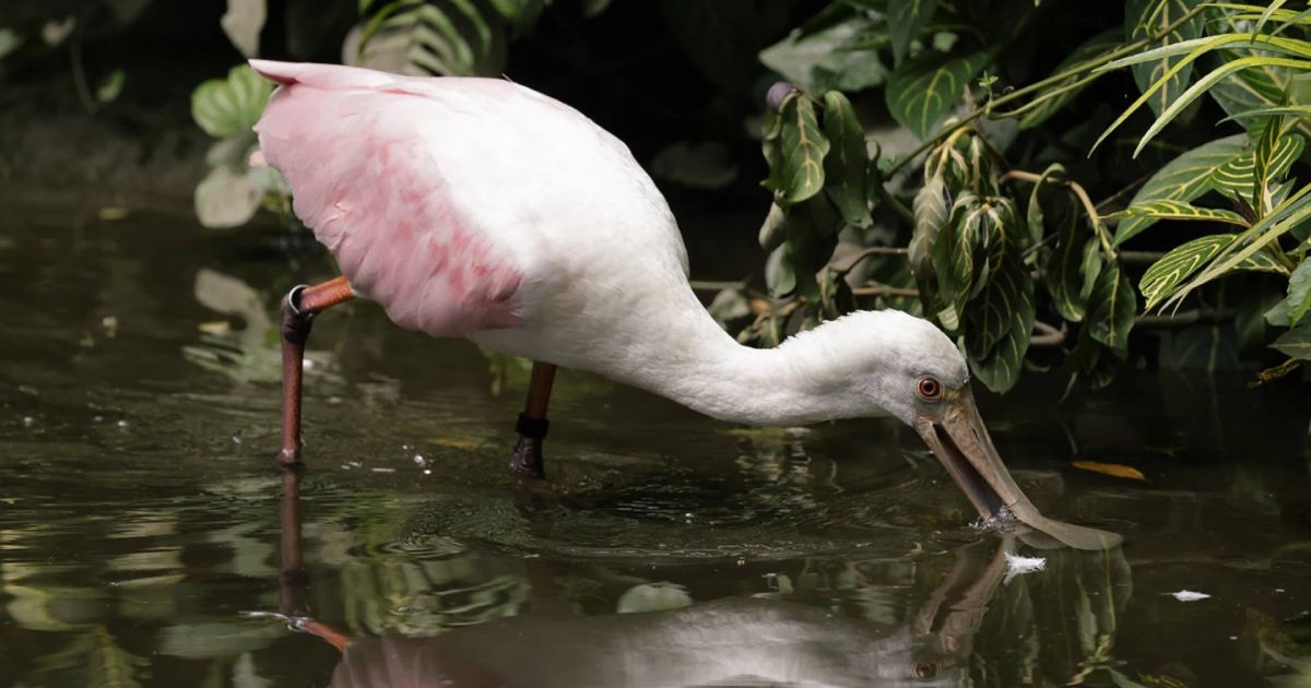 Roseate spoonbill - Bird Paradise | Mandai Wildlife Reserve
