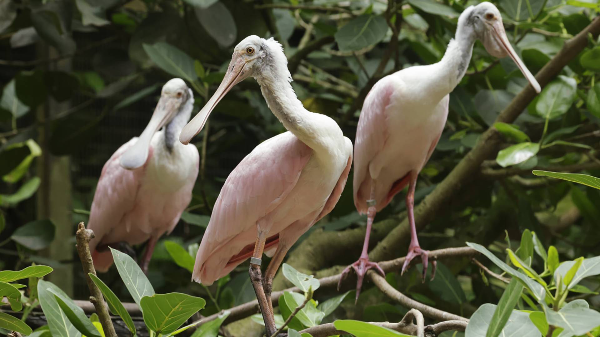 Roseate spoonbill - Bird Paradise | Mandai Wildlife Reserve