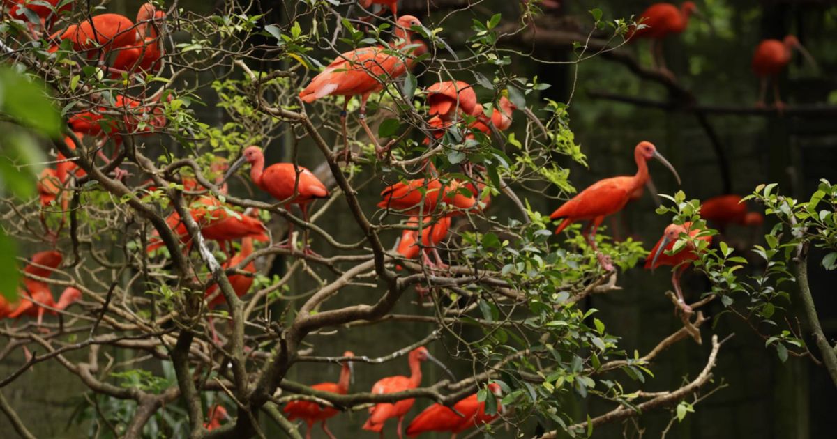 Scarlet Ibis - Bird Paradise | Mandai Wildlife Reserve