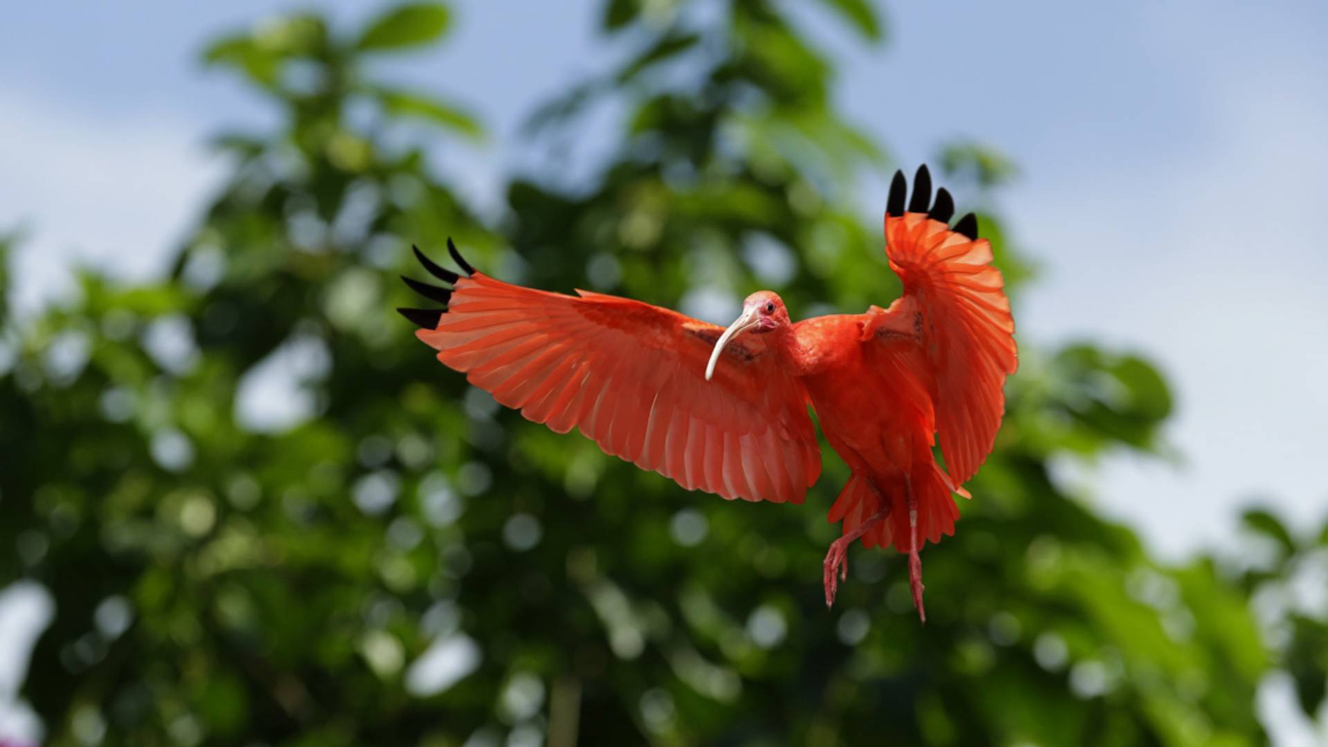Scarlet Ibis - Bird Paradise | Mandai Wildlife Reserve