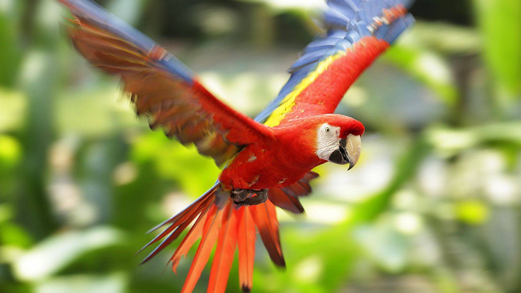 Scarlet Macaw - Bird Paradise | Mandai Wildlife Reserve