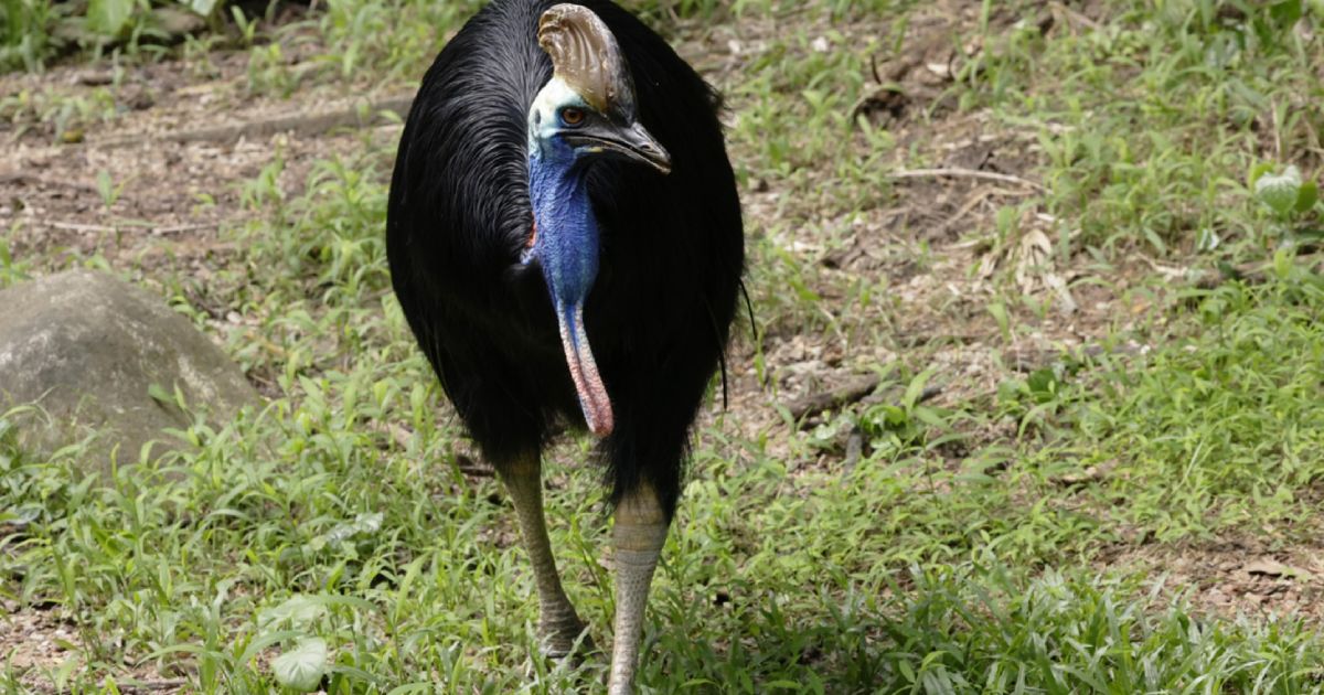 Southern Cassowary - Bird Paradise | Mandai Wildlife Reserve