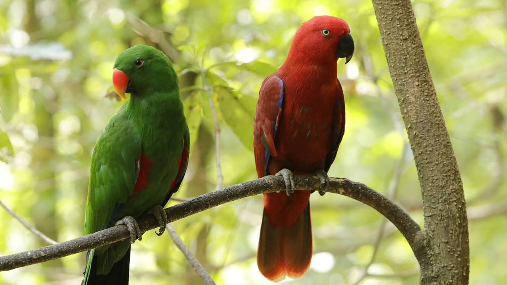 Sumba Island Eclectus - Bird Paradise | Mandai Wildlife Reserve