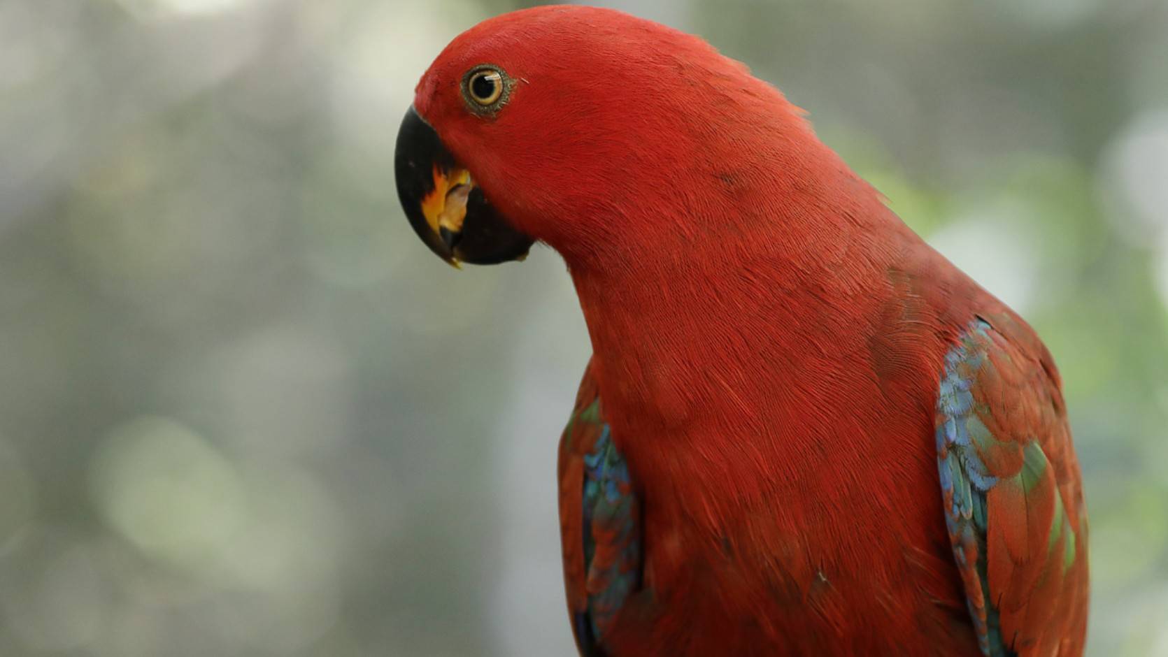 Sumba Island Eclectus - Bird Paradise | Mandai Wildlife Reserve
