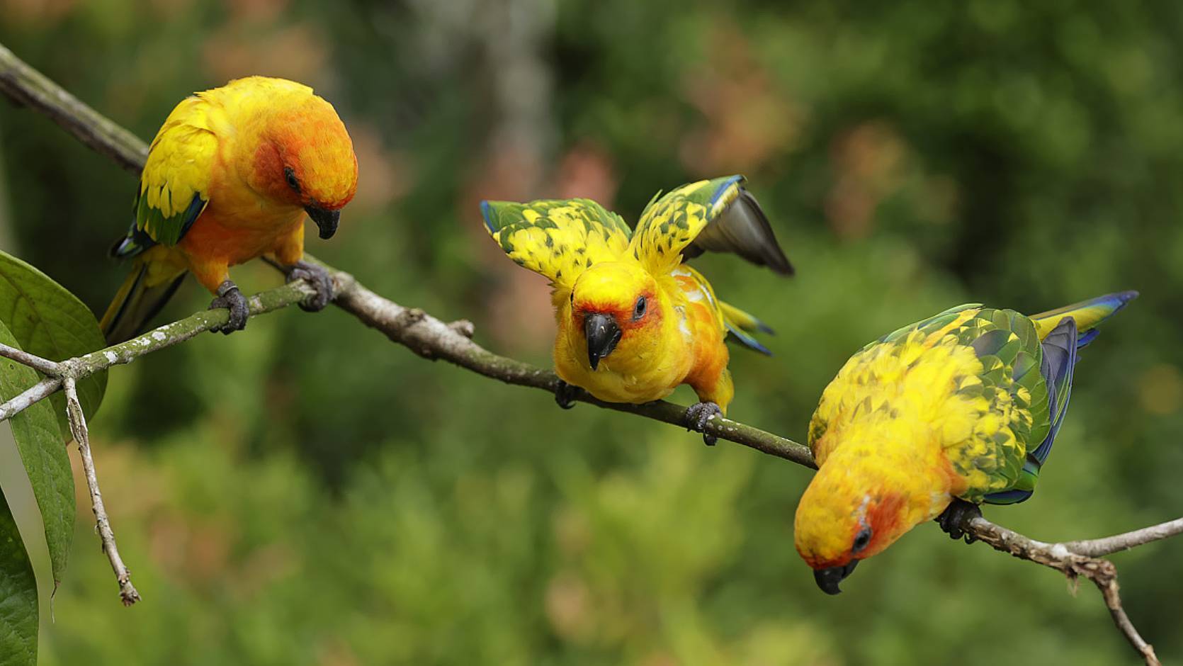 Sun Parakeet - Bird Paradisde | Mandai Wildlife Reserve