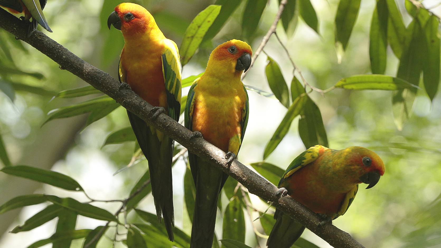 Sun Parakeet - Bird Paradisde | Mandai Wildlife Reserve
