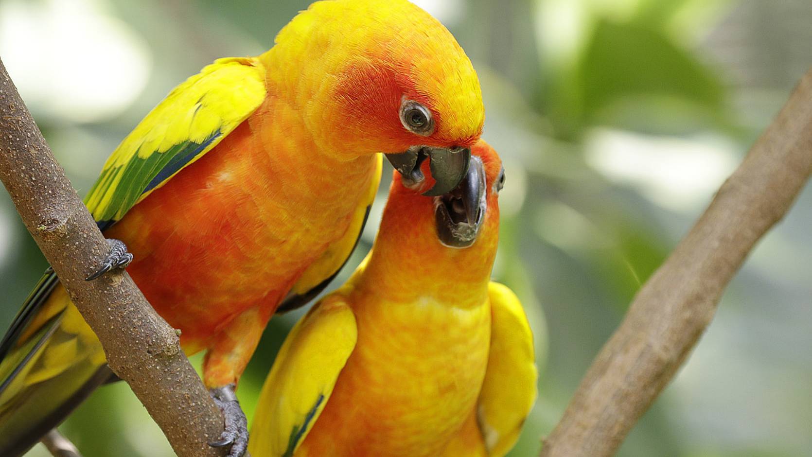 Sun Parakeet - Bird Paradisde | Mandai Wildlife Reserve