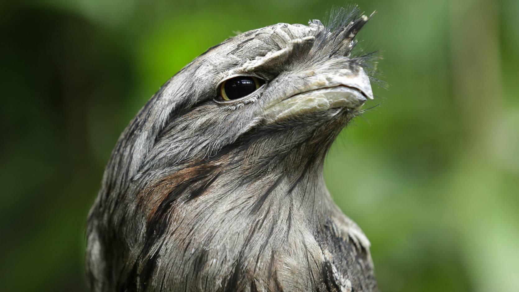 Tawny Frogmouth - Bird Paradise | Mandai Wildlife Reserve