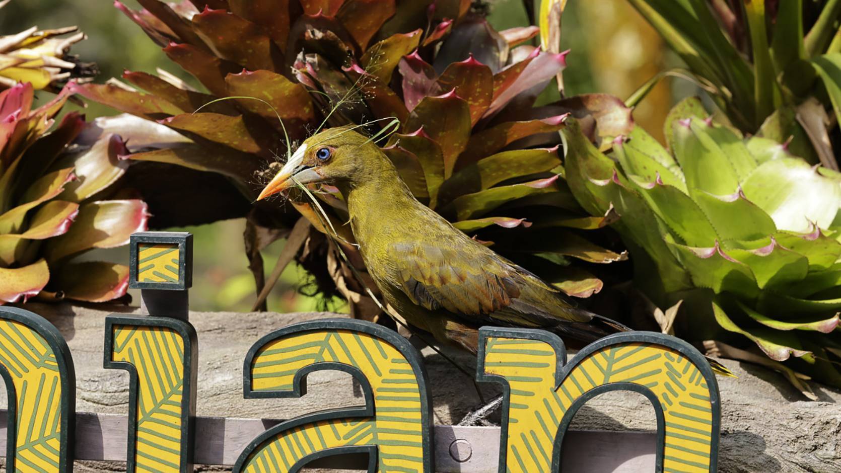 Amazonian Jewels - Bird Paradise | Mandai Wildlife Reserve