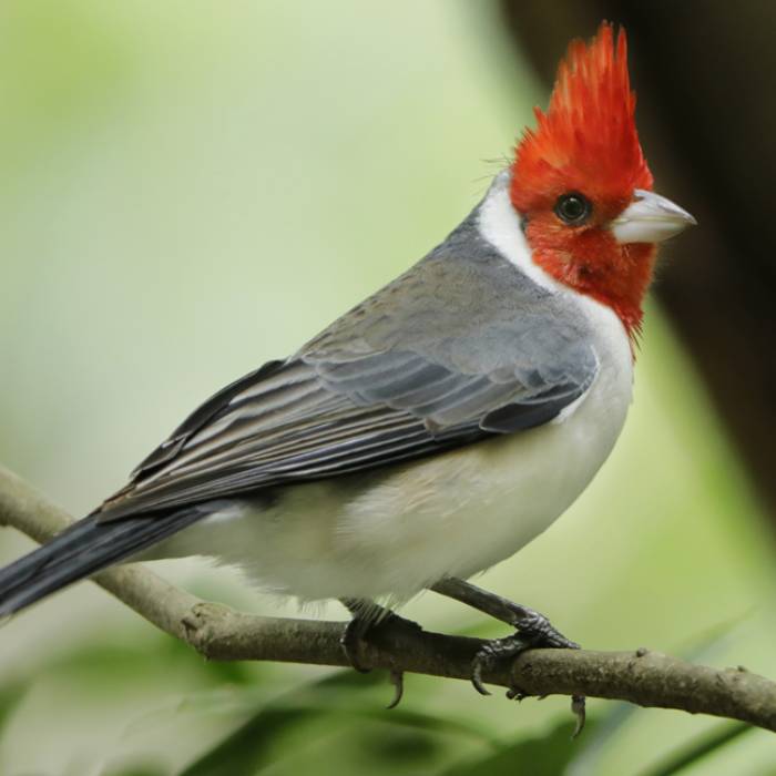 Animals and Zones | Bird Paradise