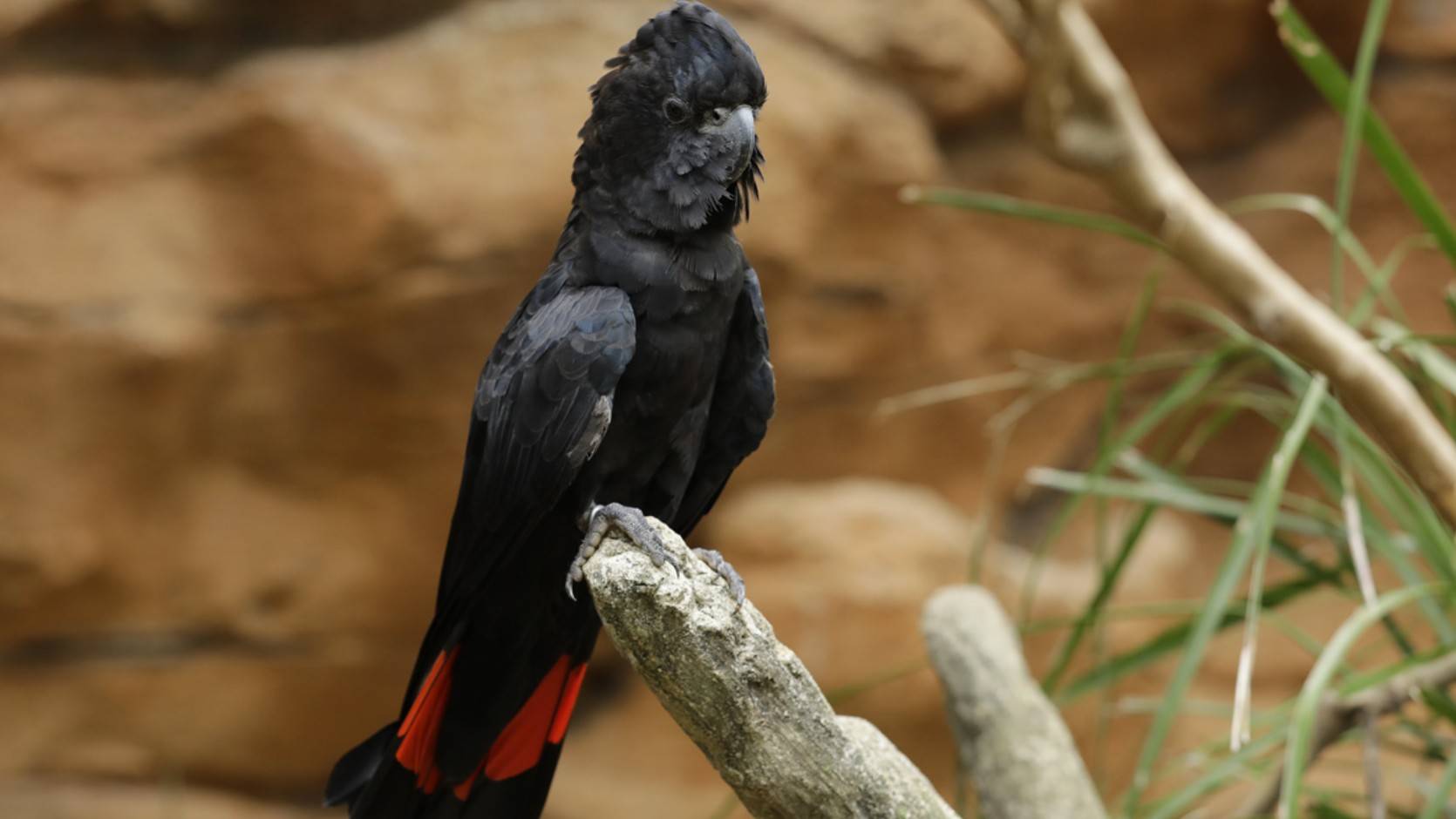 Shaw Foundation Australian Outback - Bird Paradise