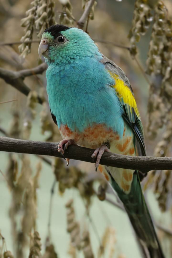 Animals and Zones Highlights - Bird Paradise