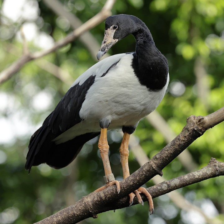 Shaw Foundation Australian Outback - Bird Paradise
