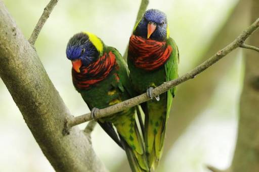 Animals and Zones Highlights - Bird Paradise