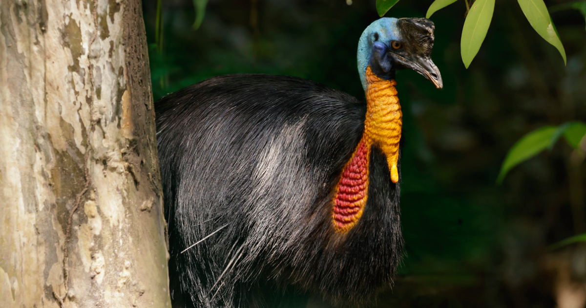 Northern Cassowary - Bird Paradise | Mandai Wildlife Reserve