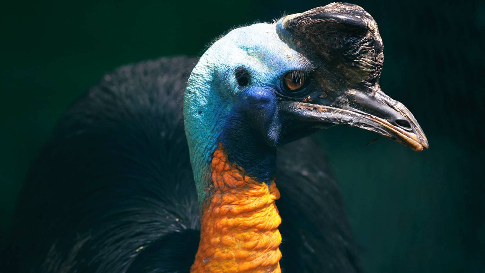 Northern Cassowary - Bird Paradise | Mandai Wildlife Reserve