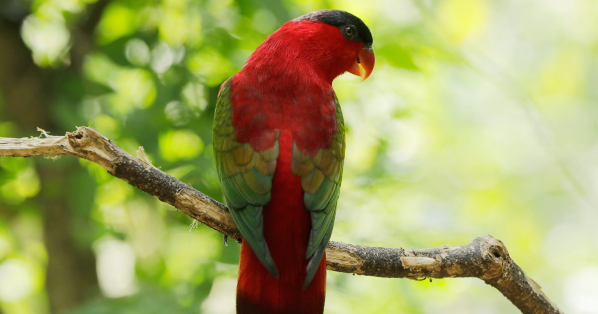 Purple-naped Lory - Bird Paradise | Mandai Wildlife Reserve
