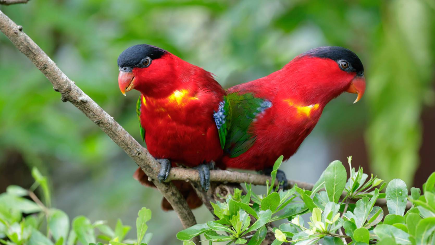 Purple-naped Lory - Bird Paradise | Mandai Wildlife Reserve
