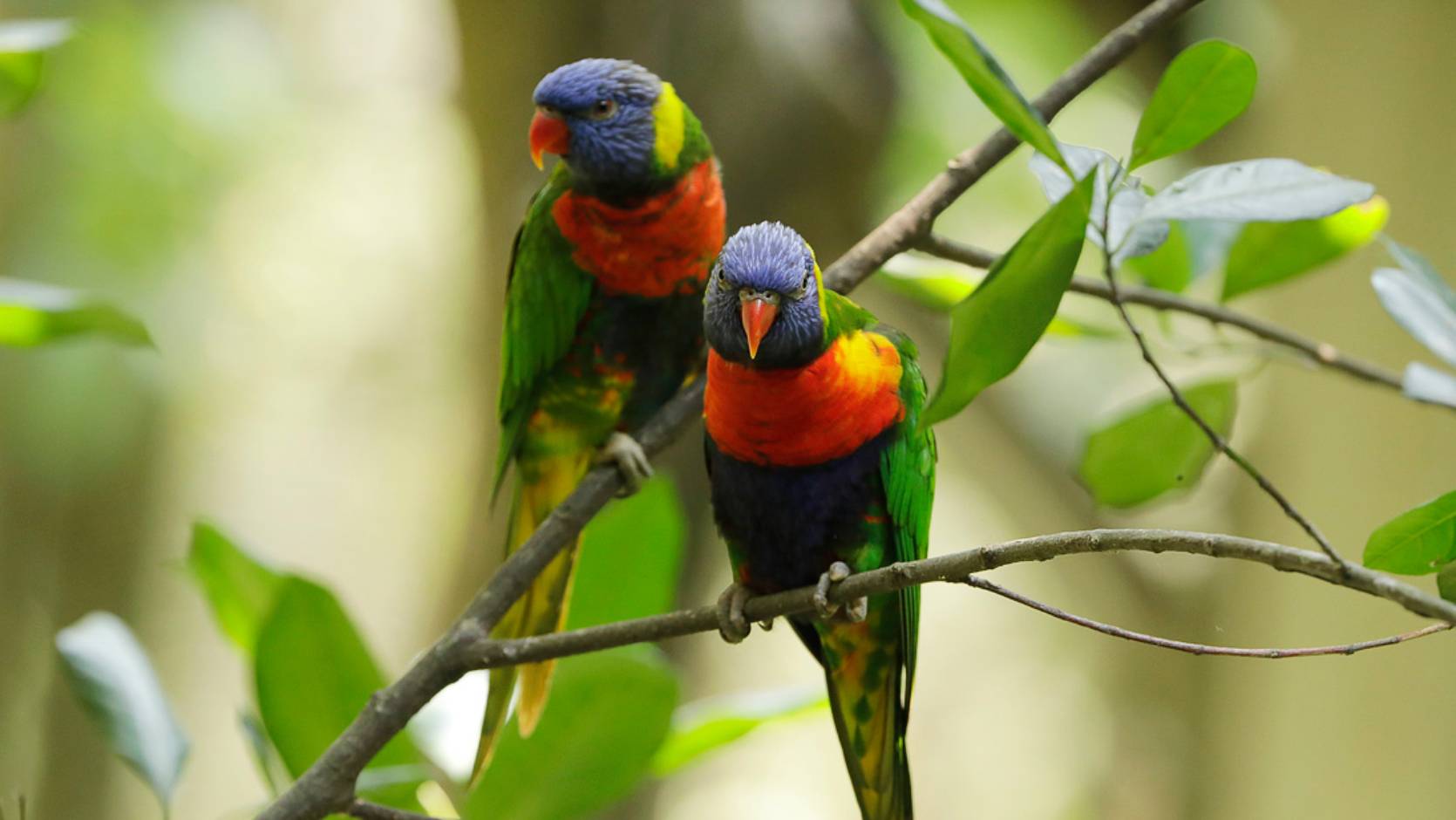 Rainbow Lorikeet - Bird Paradise | Mandai Wildlife Reserve