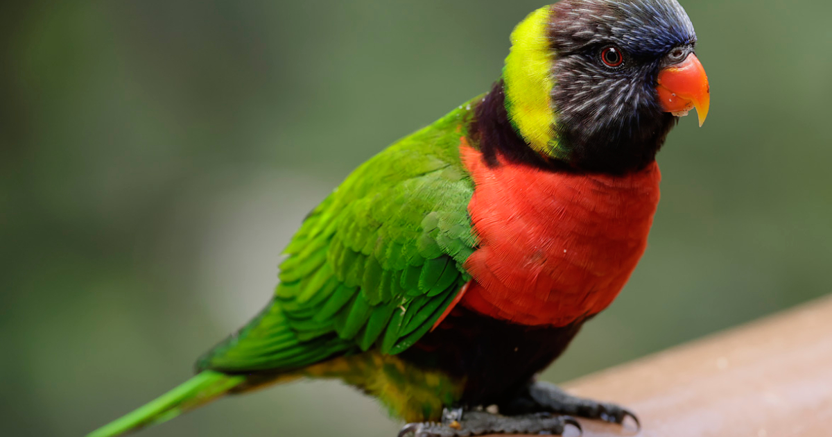 Scarlet-breasted Lorikeet - Bird Paradise | Mandai Wildlife Reserve