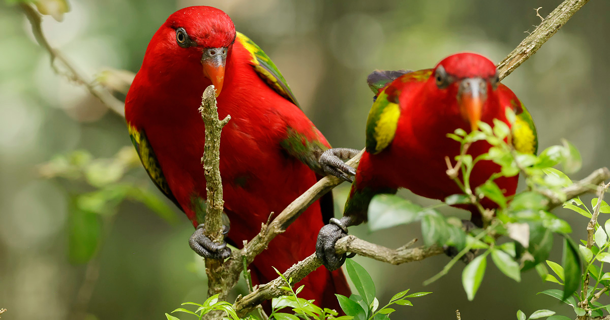 Yellow-mantled Chattering Lory - Bird Paradise | Mandai Wildlife Reserve