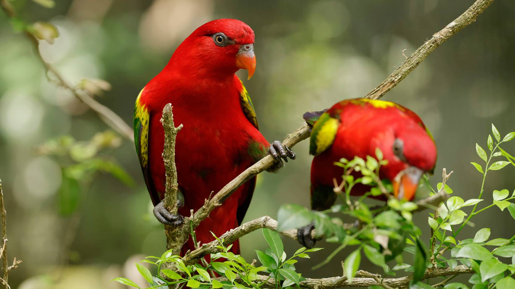 Yellow-mantled Chattering Lory - Bird Paradise | Mandai Wildlife Reserve