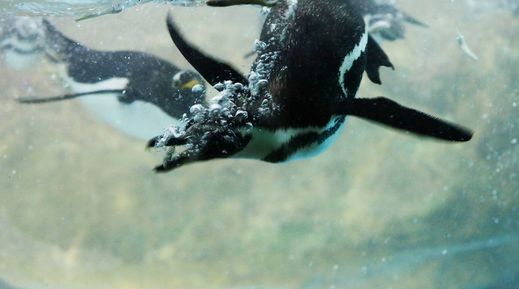 Ocean Network Express Penguin Cove - Bird Paradise