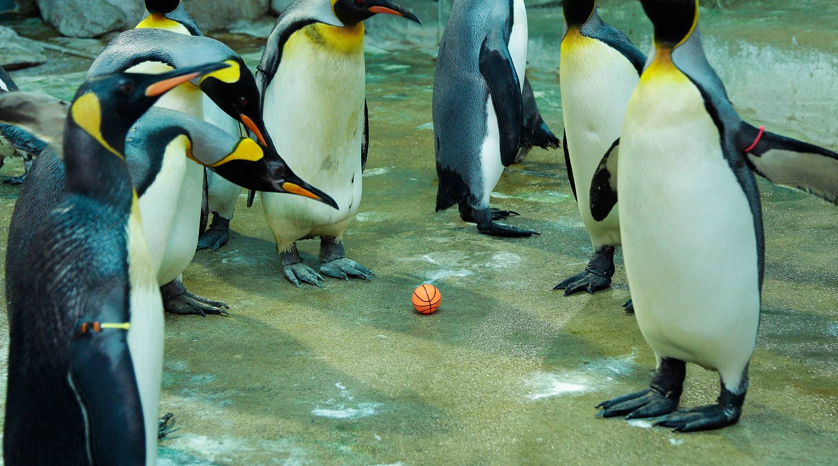 Ocean Network Express Penguin Cove - Bird Paradise