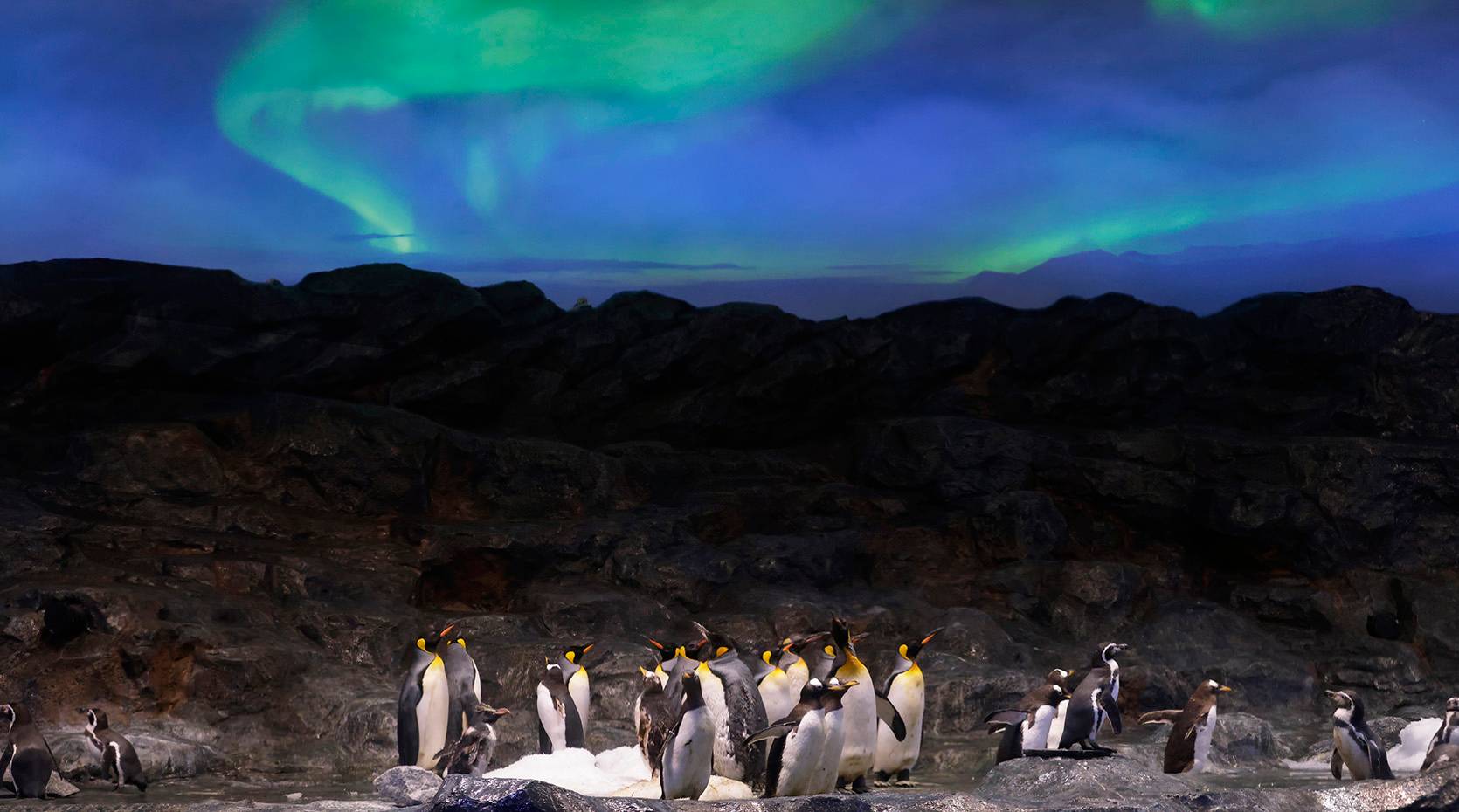 Ocean Network Express Penguin Cove - Bird Paradise