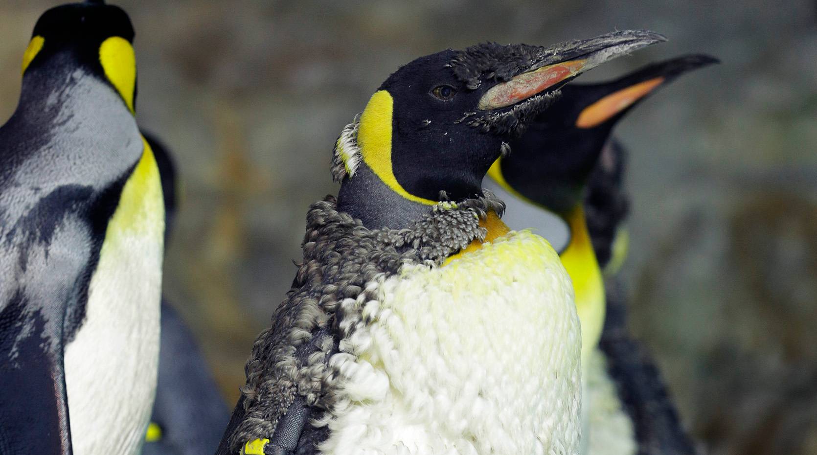 Ocean Network Express Penguin Cove - Bird Paradise