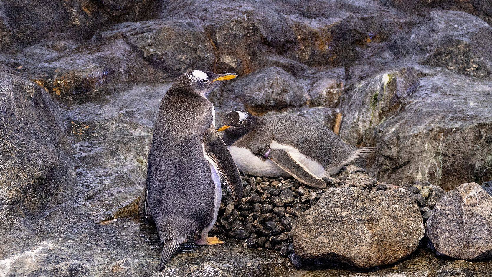 Gentoo Penguin - Bird Paradise | Mandai Wildlife Reserve
