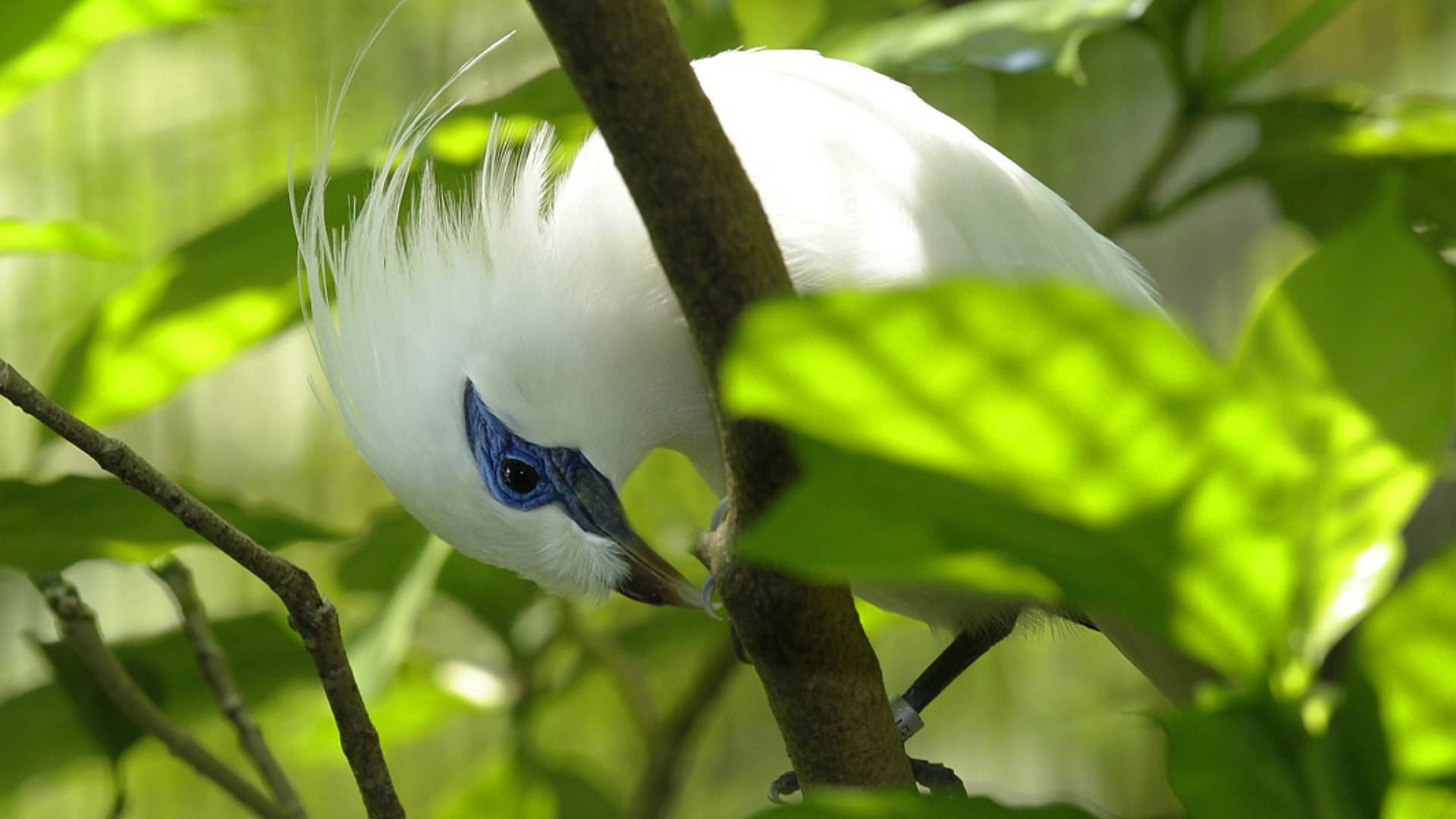 Songs of the Forest - Bird Paradise | Mandai Wildlife Reserve