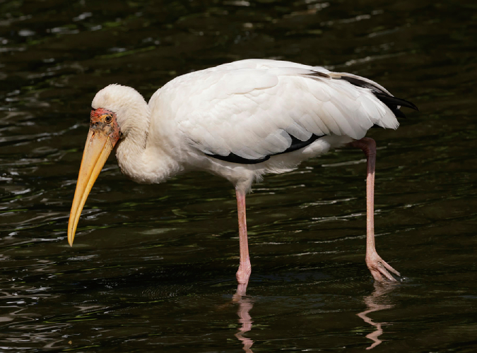 Bird Paradise | Mandai Wildlife Reserve