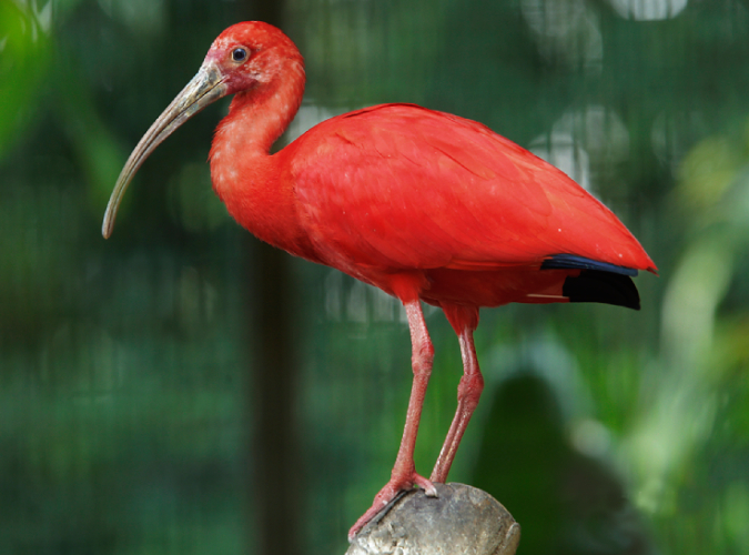 Bird Paradise | Mandai Wildlife Reserve