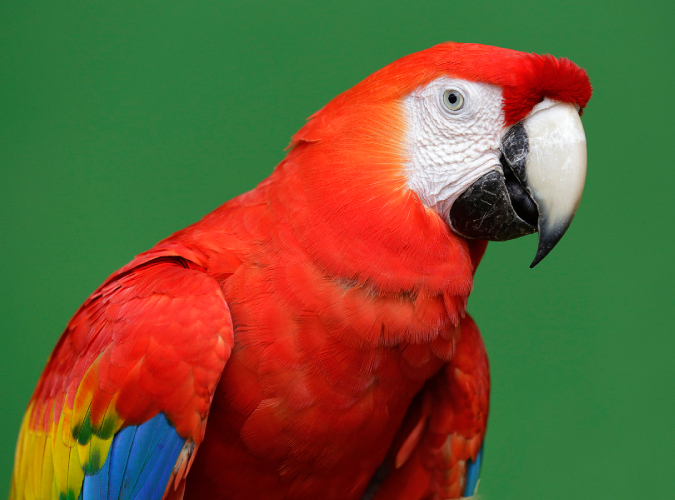 Bird Paradise | Mandai Wildlife Reserve