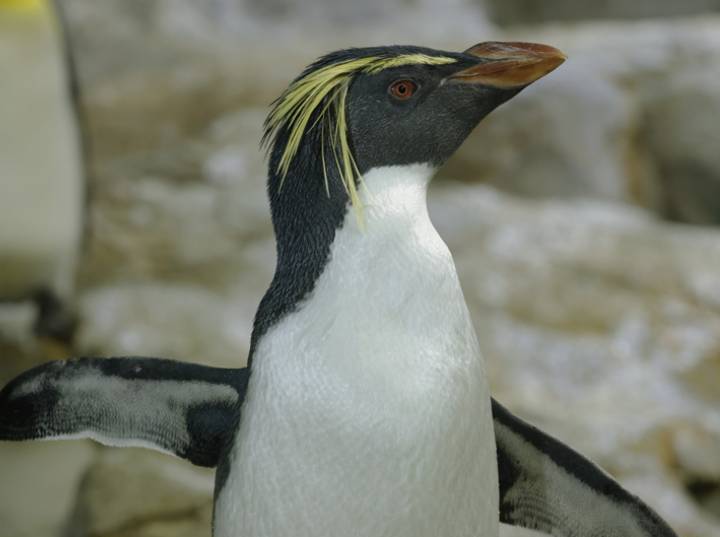 Bird Paradise | Mandai Wildlife Reserve