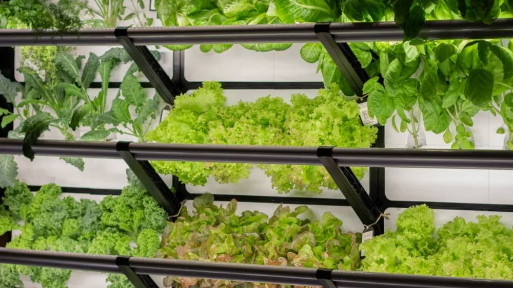 Crimson Restaurant - Bird Paradise | Mandai Wildlife Reserve