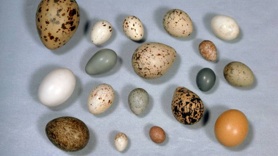 Bird Paradise Resources | Mandai Wildlife Reserve