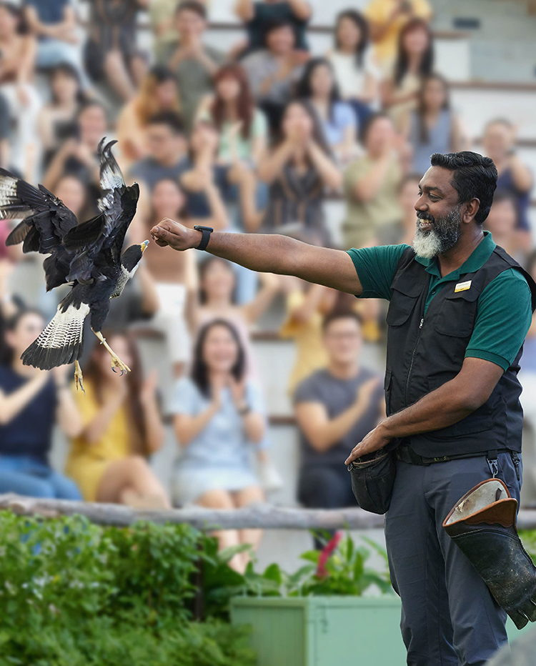 Predators on Wings - Bird Paradise | Mandai Wildlife Reserve