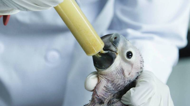 Conservation Included | Mandai Wildlife Reserve