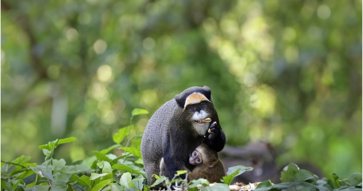 Legacy Giving | Mandai Wildlife Reserve