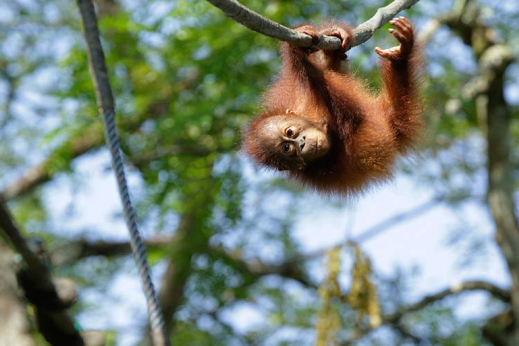 Discover Mandai | Mandai Wildlife Reserve