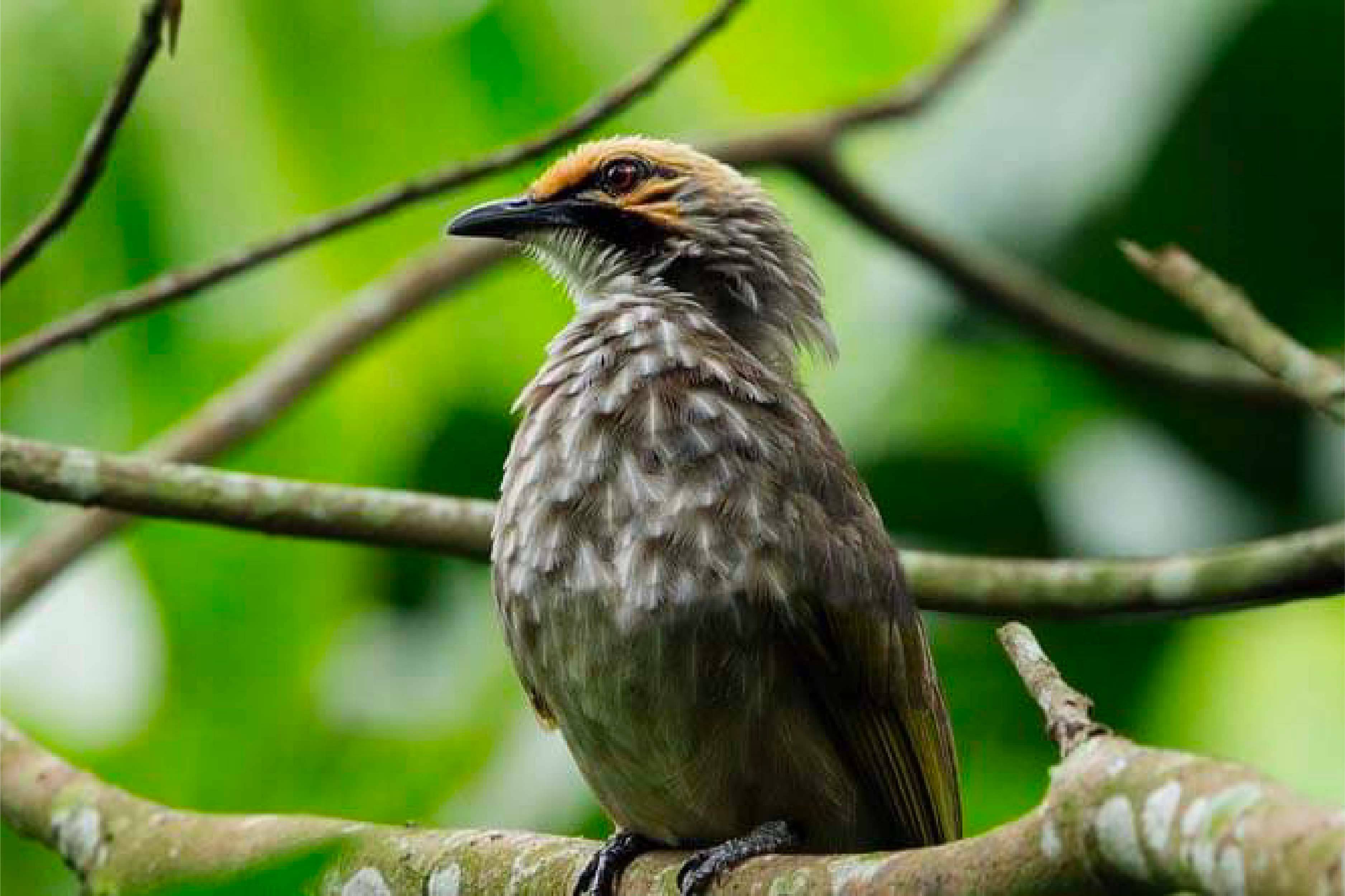 Choose Good with Mandai | Mandai Wildlife Reserve