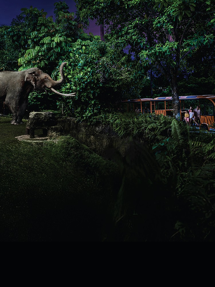 Tickets and Passes | Mandai Wildlife Reserve