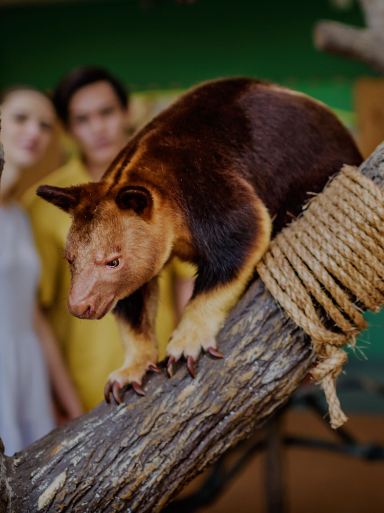 Tickets and Passes | Mandai Wildlife Reserve