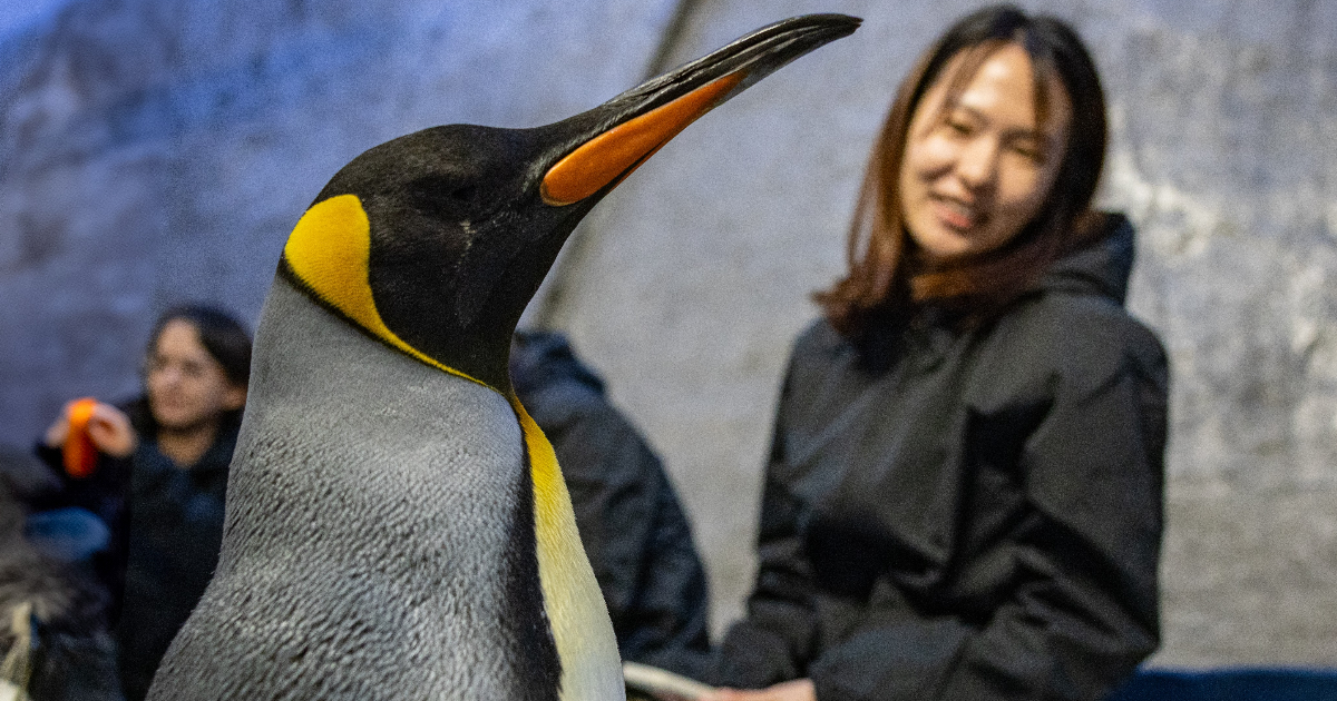 Backstage Pass: Penguin Encounters - Bird Paradise | Mandai Wildlife ...