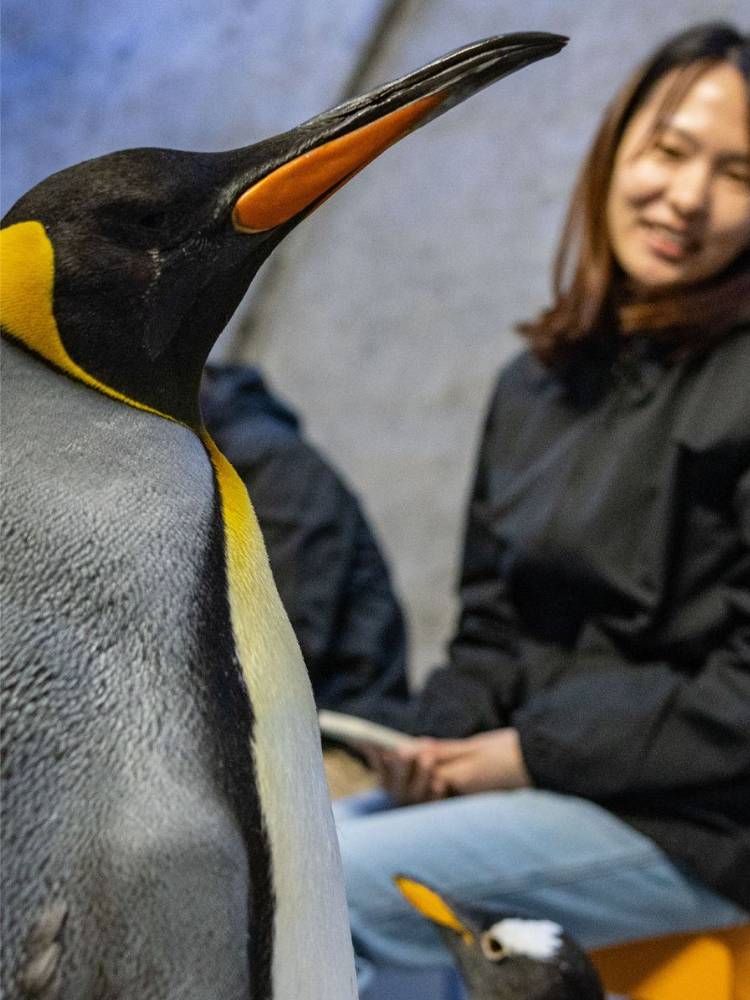 Backstage Pass: Penguin Encounters - Bird Paradise